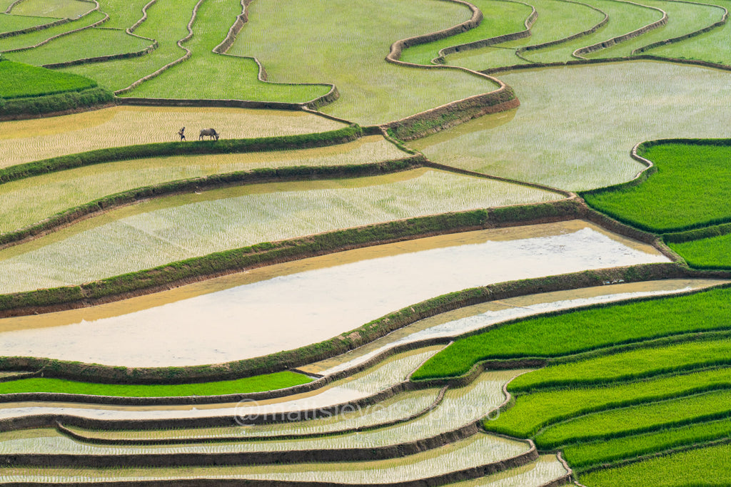 Terrace Tapestry - Mu Cang Chai, Vietnam – Matt Sievers Photography